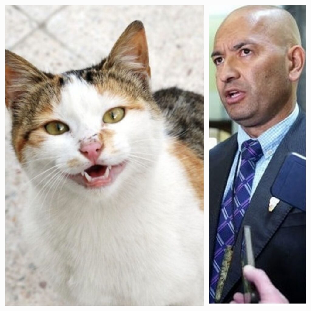 New Zealand declares war ಯುದ್ಧ ಘೋಷಿಸಿದ ನ್ಯೂಜಿಲೆಂಡ್! 25 ಲಕ್ಷ Stone Cold ...